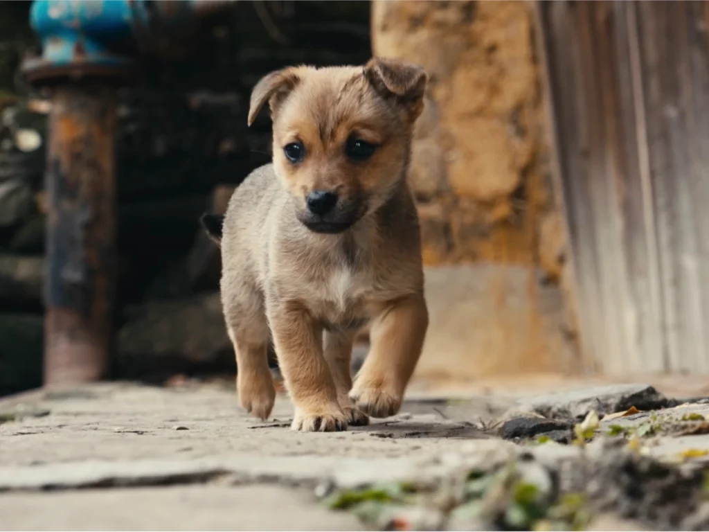 中华田园犬 - Chinese Rural Dog - Pineapple Chinese Reading